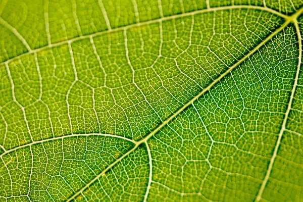 Microscope natural Stock Photos, Royalty Free Microscope natural Images ...