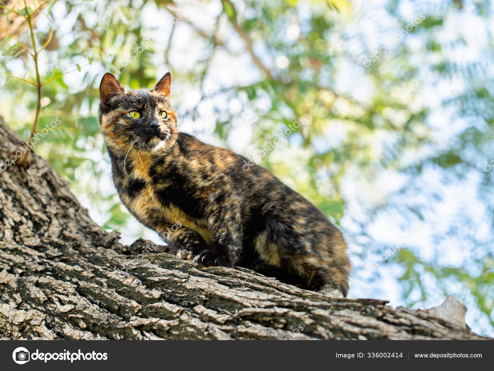 Tortoiseshell Cat With Green Eyes Outside