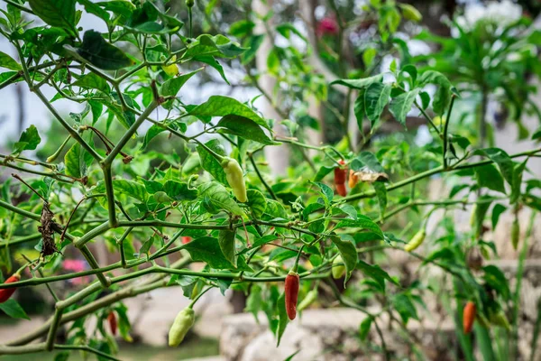 Close Up Red chili peppers on the tree in tropical garden in the ...