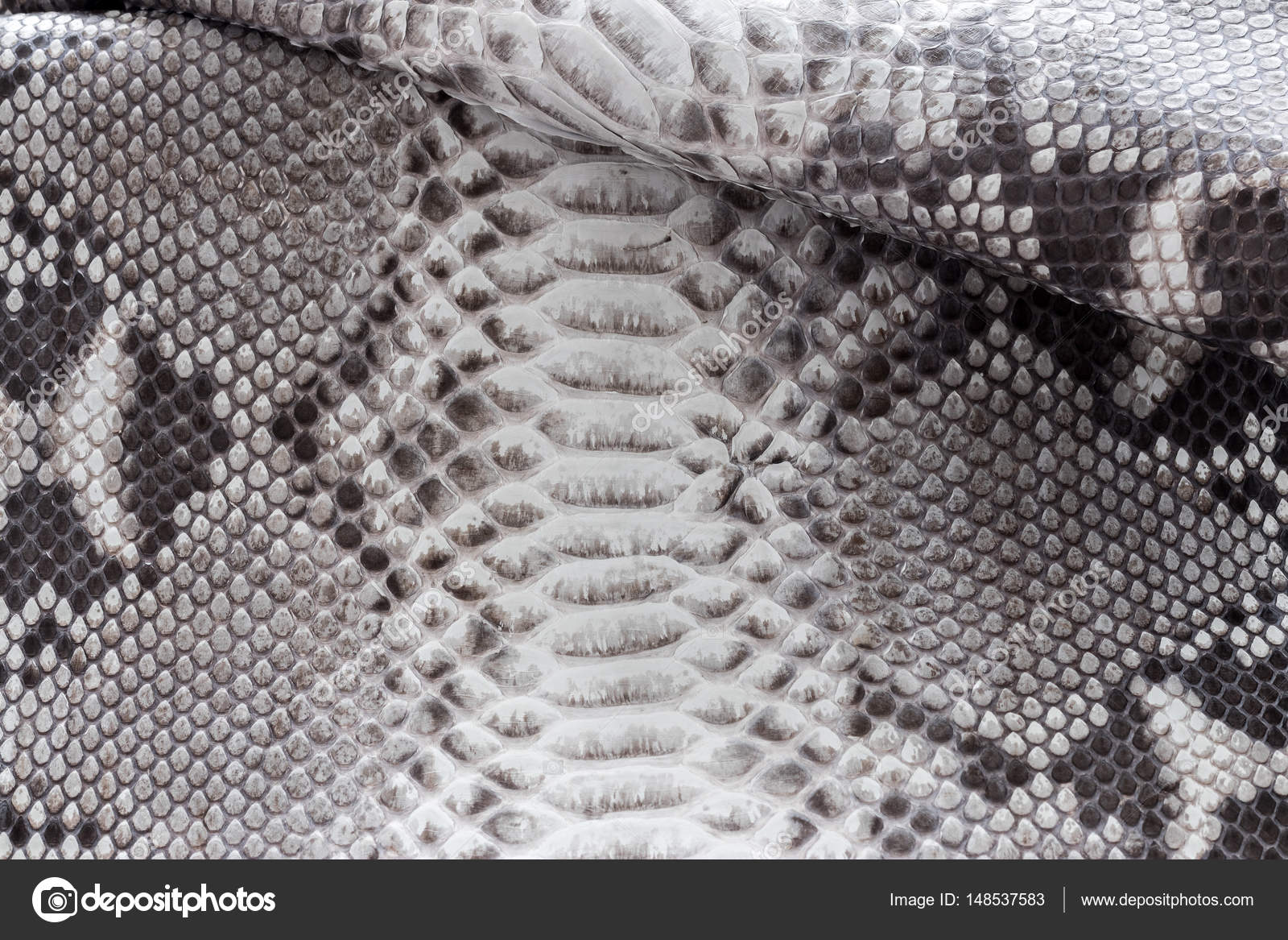Reptile snake texture closeup, fashion zigzag snakeskin python picture ...
