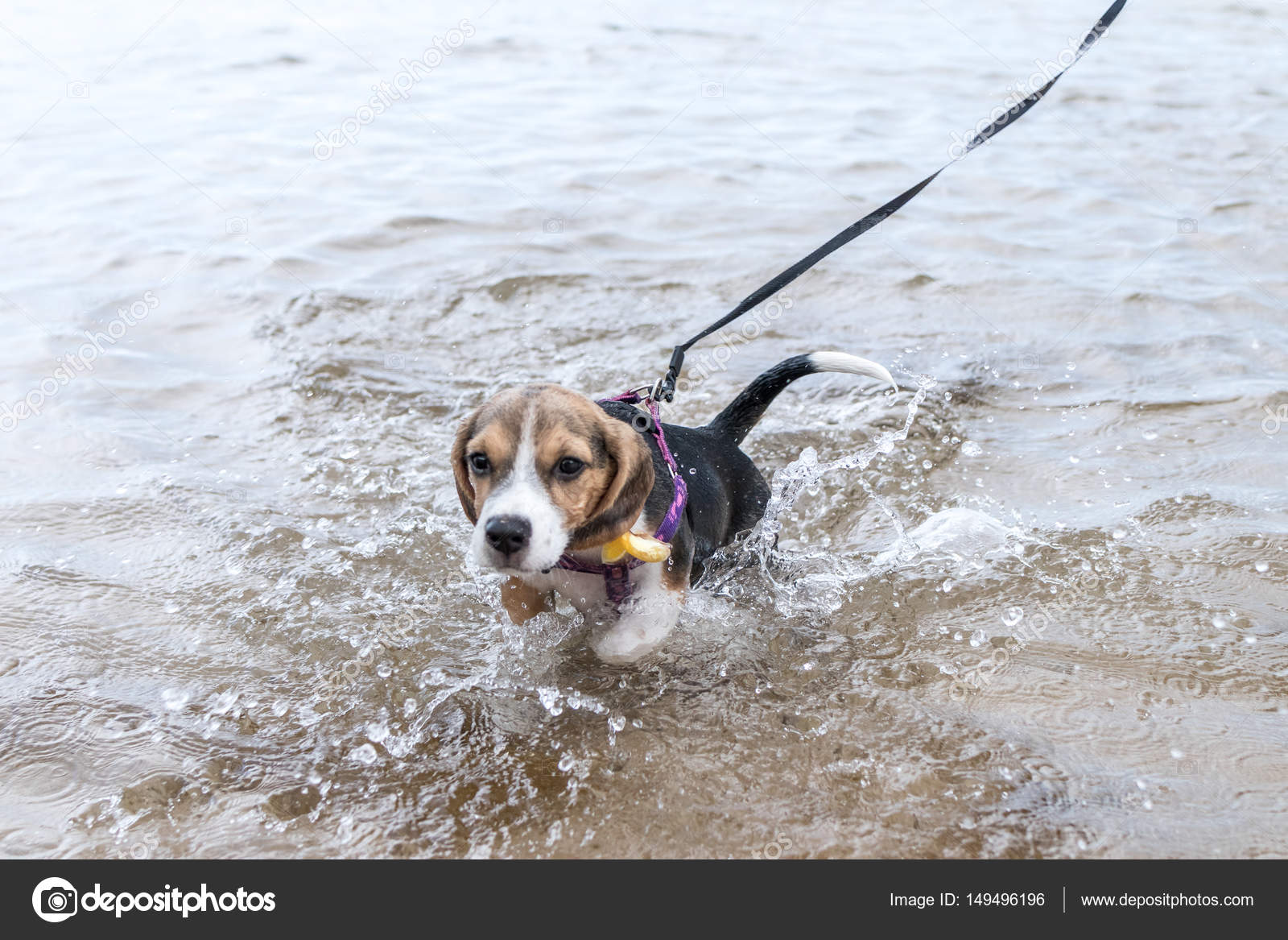 Can Beagles Swim