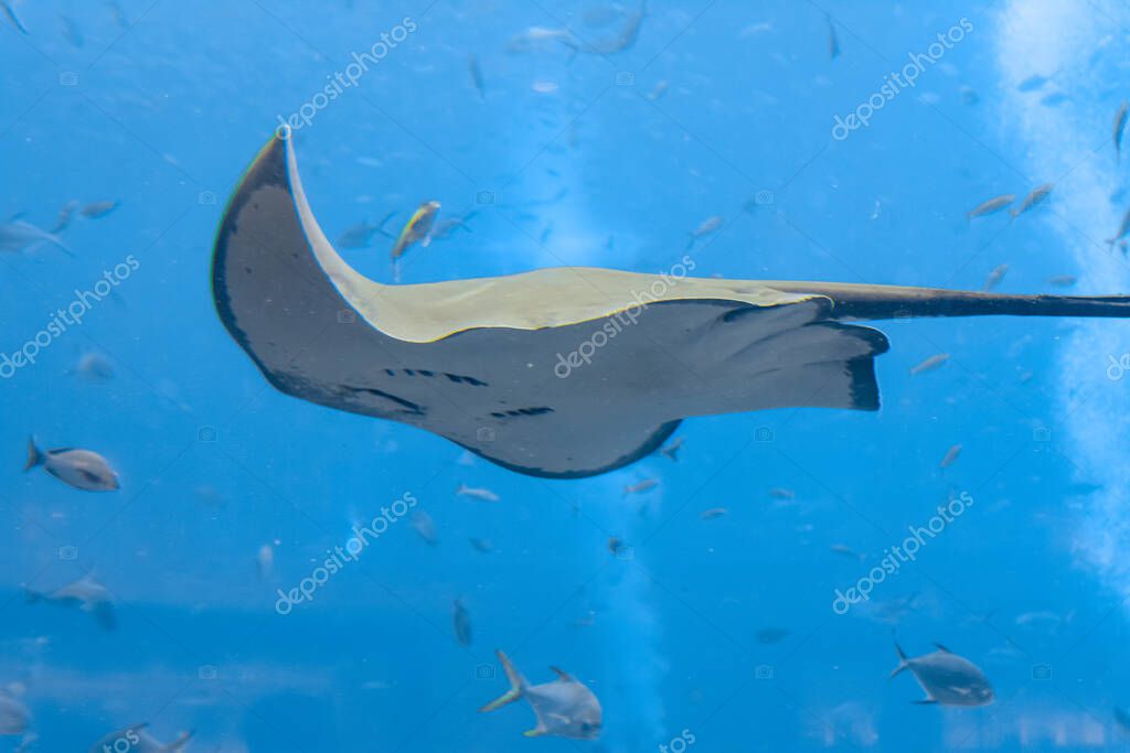 Sting Ray nadando bajo el agua. La raya de cola corta (Bathytoshia ...