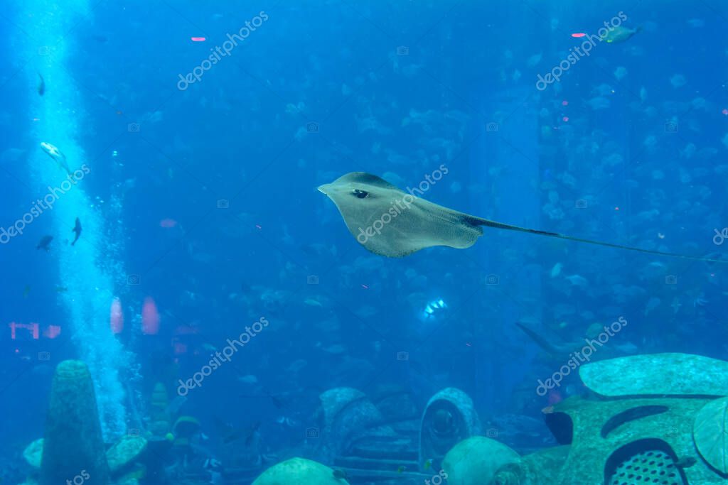 Sting Ray nadando bajo el agua. La raya de cola corta (Bathytoshia ...