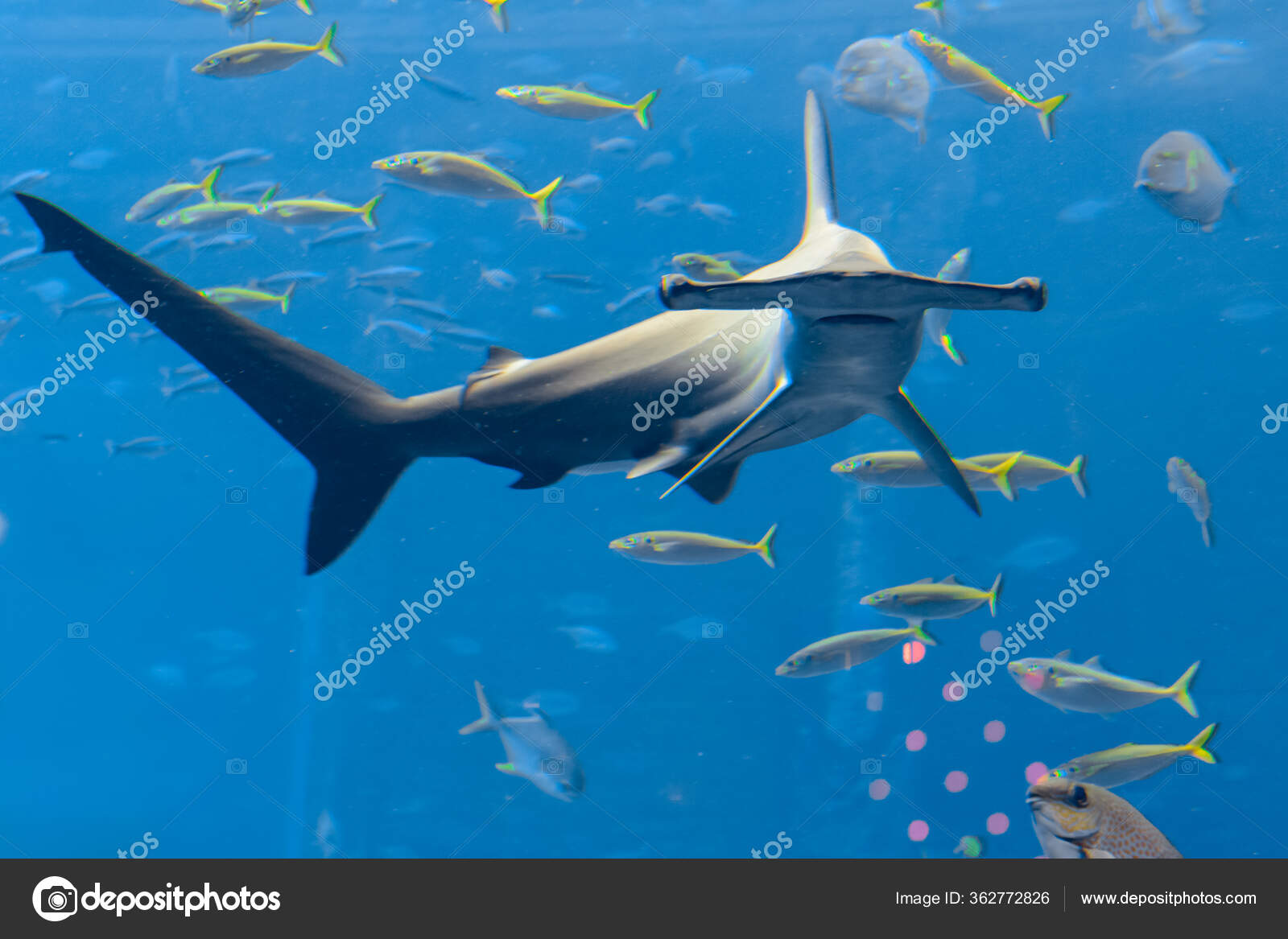 Hammerhead Shark Aquarium Great Hammerhead Sphyrna Mokarran Largest ...