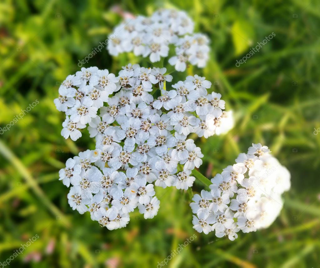 Yarrow Achillea millefolium. Planta silvestre utilizada en la medicina ...