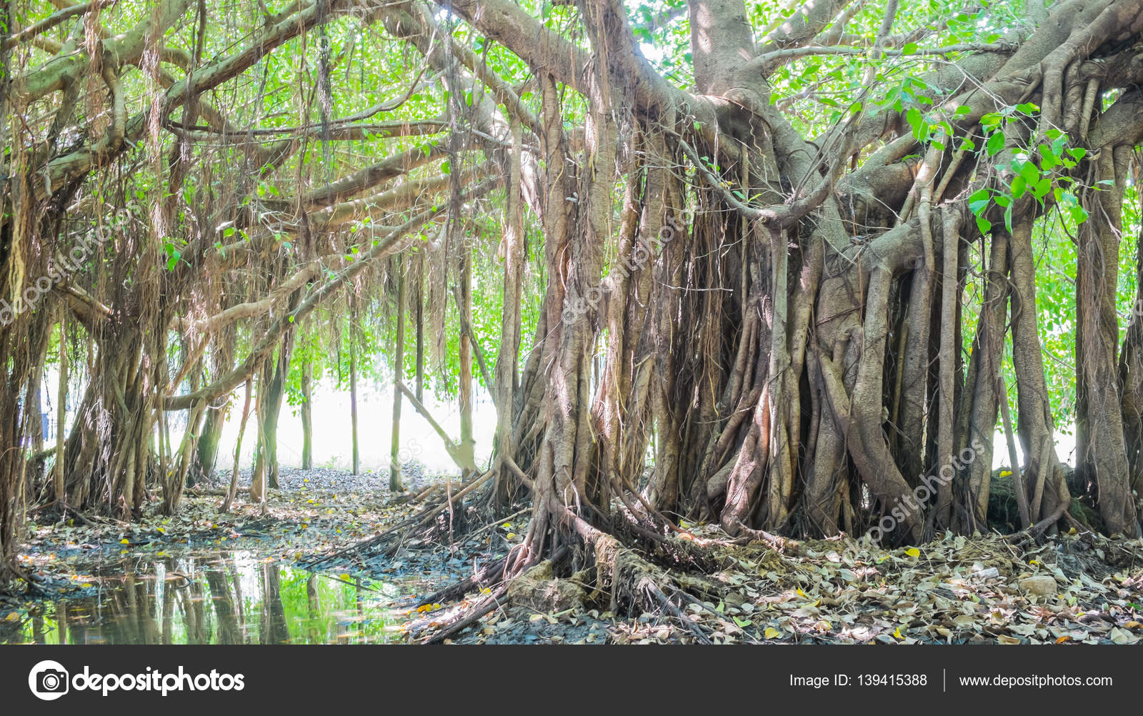 Very big banyan tree in the jungle., Tree of Life, Amazing Banya ...