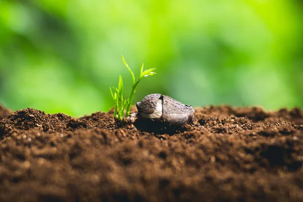 Steps nature Images - Search Images on Everypixel