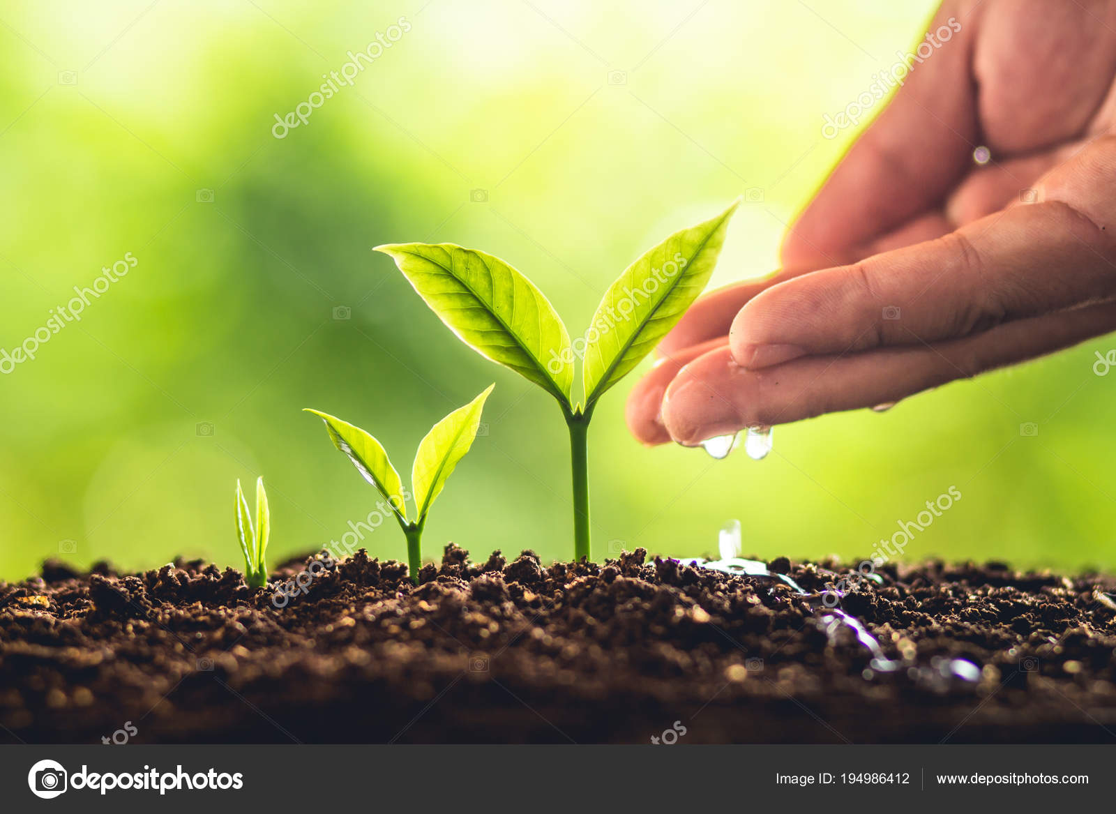 Plant Tree Young Hand Grow Care Trees Nature Beautiful Morning Stock ...