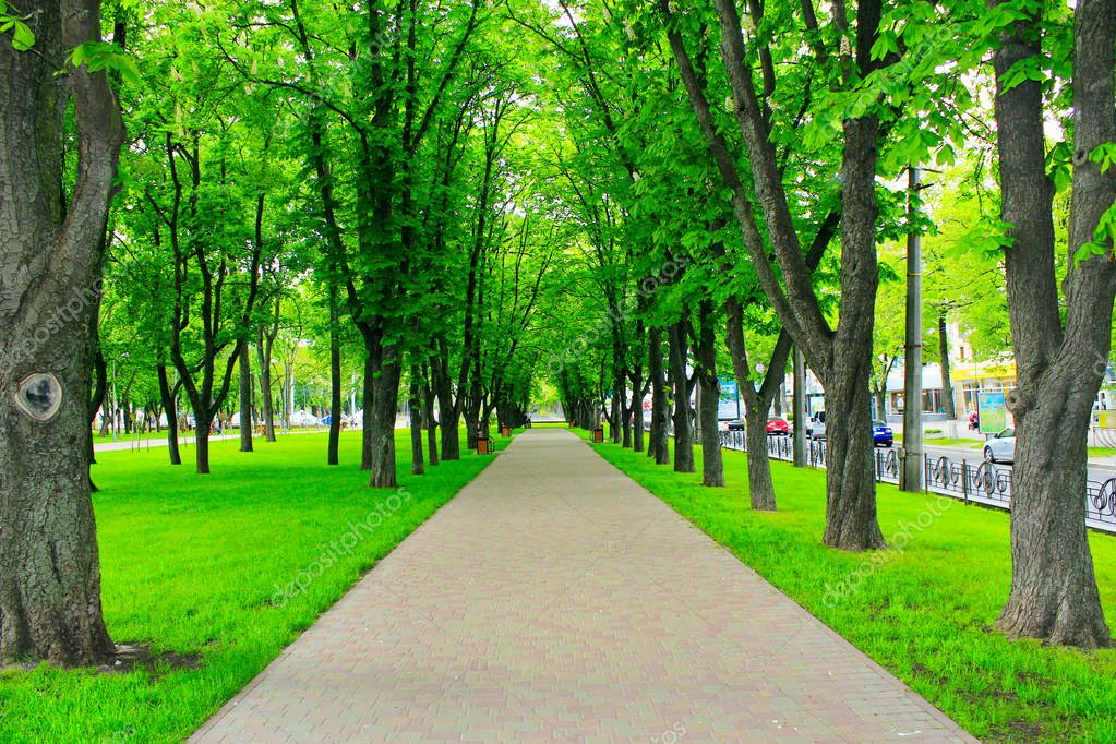 Belo parque com muitas árvores verdes e caminho — Fotografias de Stock ...