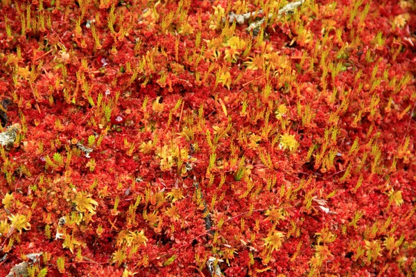 Musgo vermelho fotos de stock, imágenes de Musgo vermelho sin royalties ...