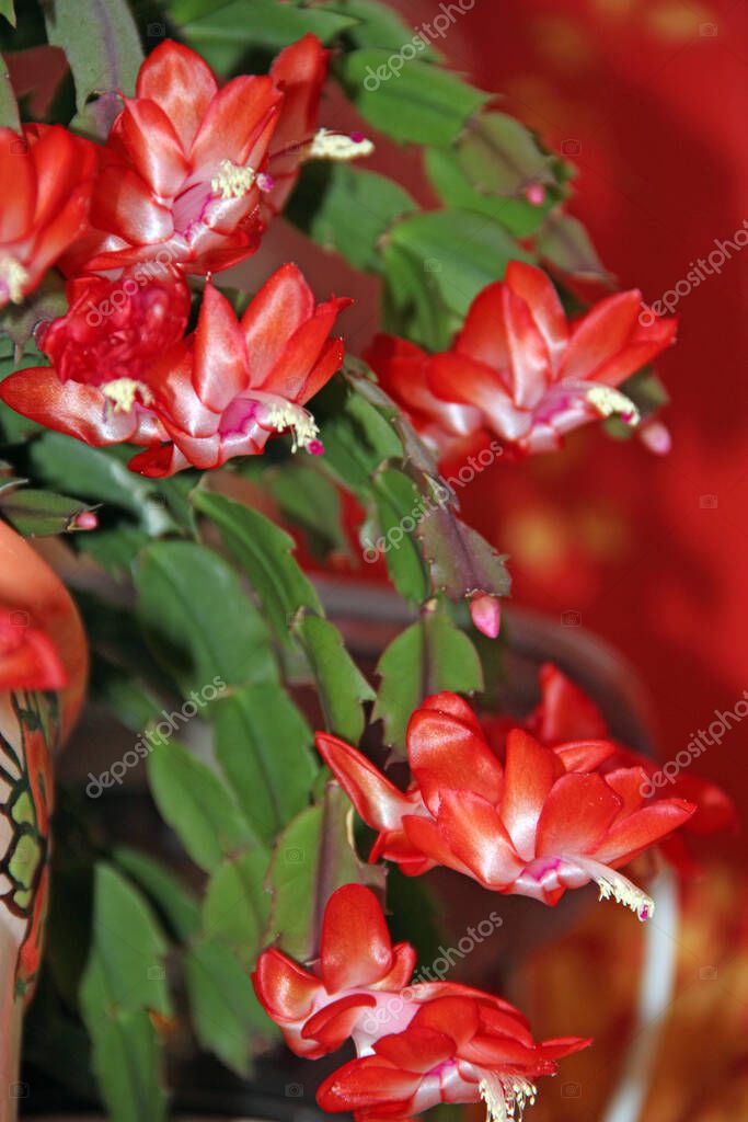 Schlumbergera flores rojas. Flores de Navidad en macetas. Decoraci n de ...