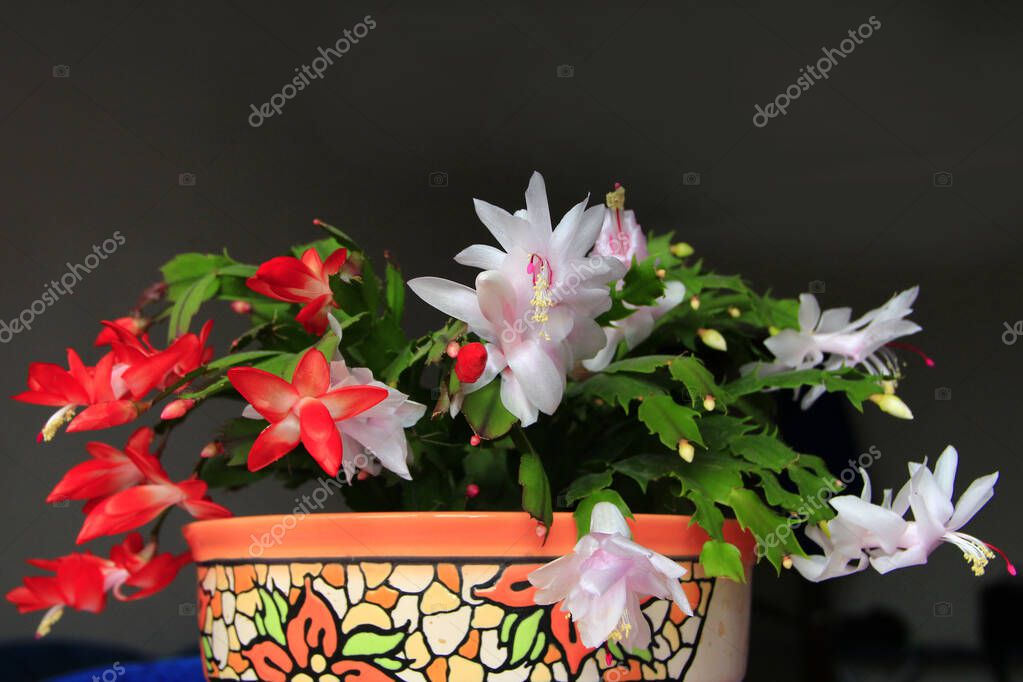 Flores rosadas de Schlumbergera. Flores de Navidad en macetas ...