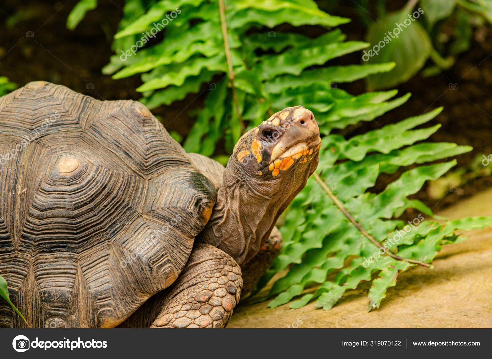 Cute Photo Face Shell Turtle Found Local Butterfly Garden Benalmadena ...