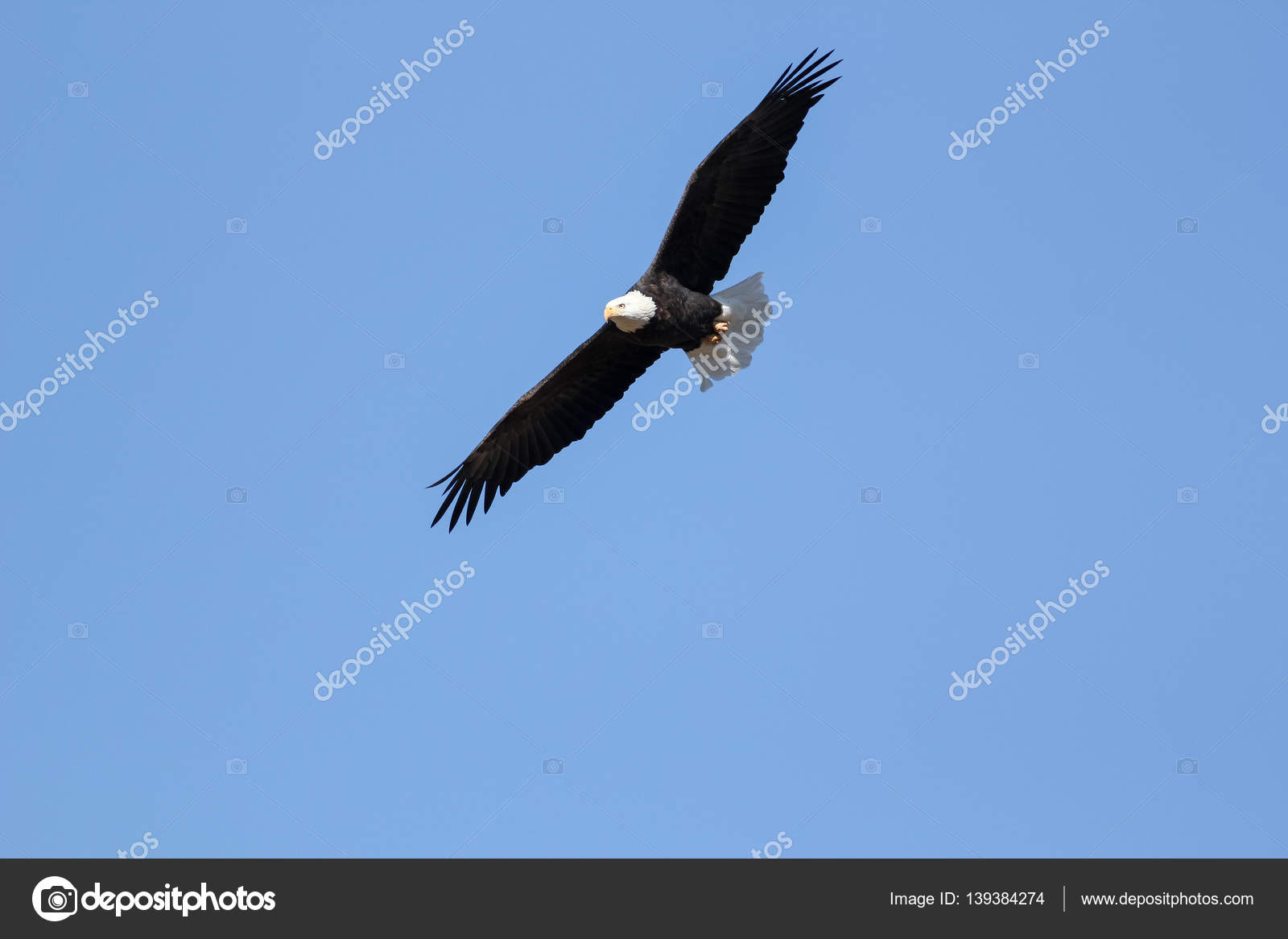 Bald eagle soaring Stock Photo by ©davidhoffmannphotography 139384274 Bald eagle soaring Stock Photo by ©davidhoffmannphotography 139384274
