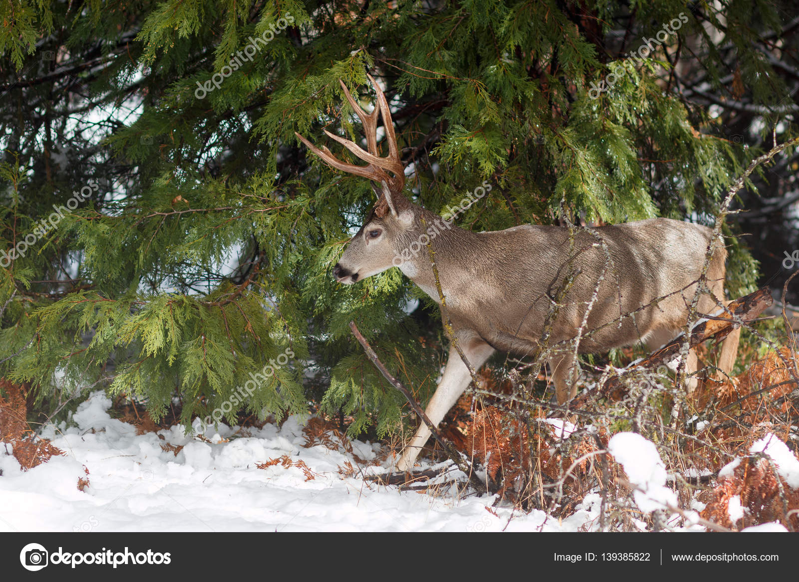 Mule deer buck with large antlers in snow — Stock Photo ...