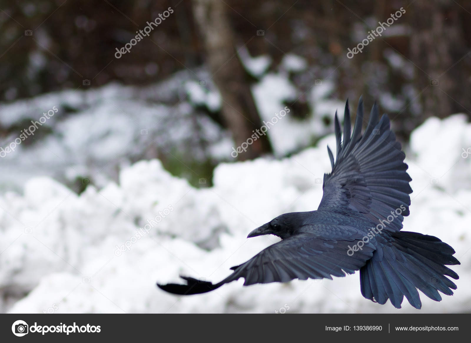 Raven Flying Away