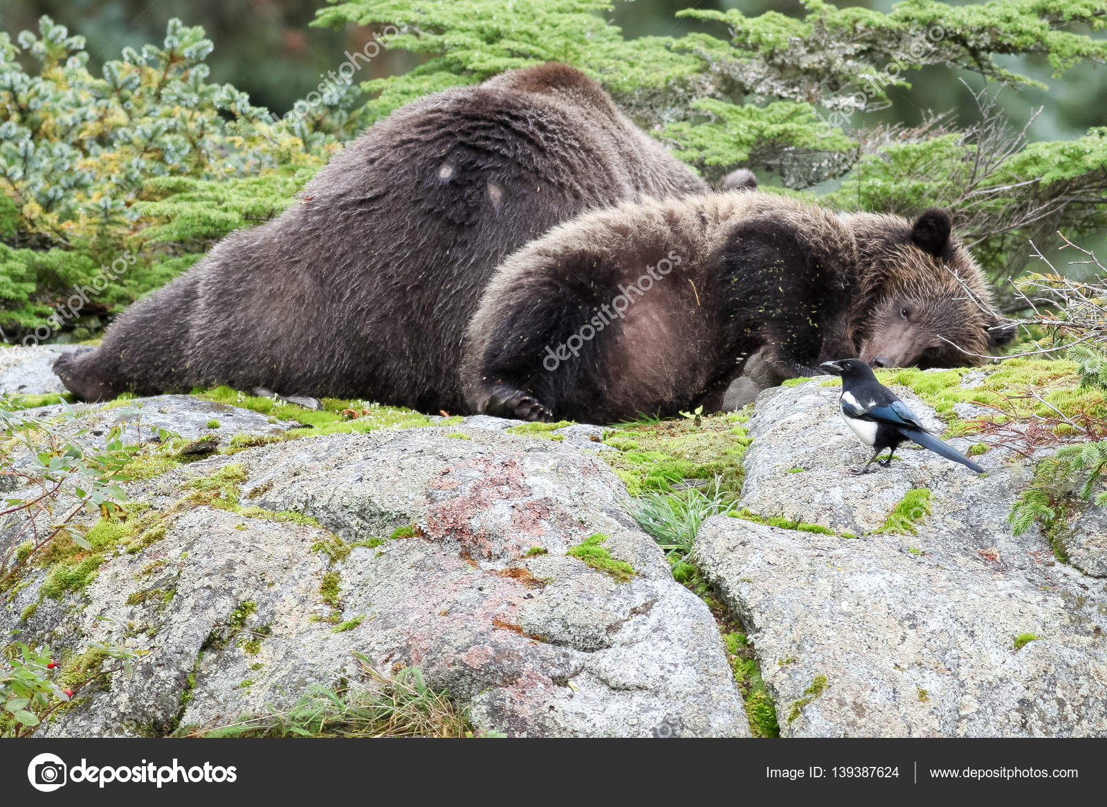 Brown bear lying down Stock Photo by ©davidhoffmannphotography 139387624