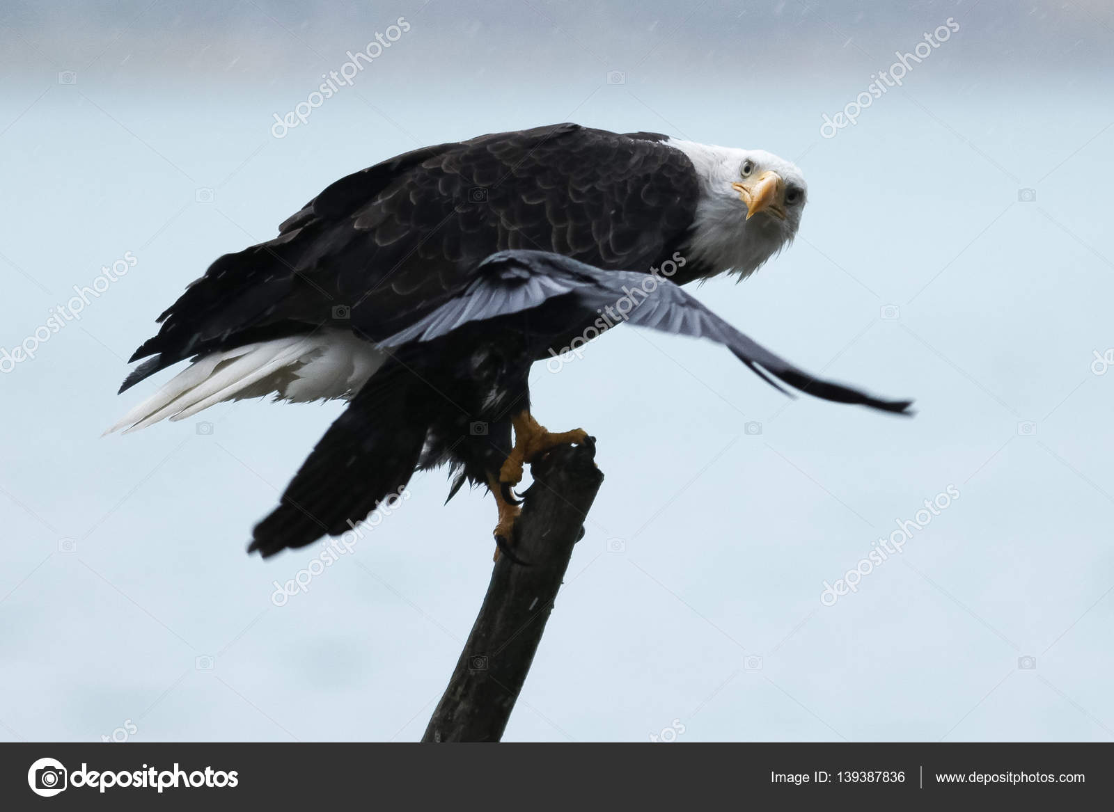 Bald eagle swooped by raven Stock Photo by ©davidhoffmannphotography ...