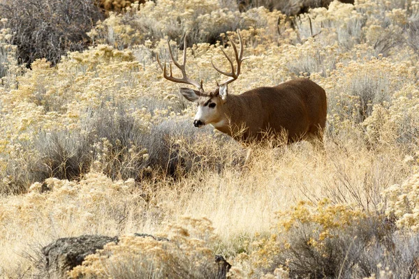 Mule deer Stock Photos, Royalty Free Mule deer Images | Depositphotos