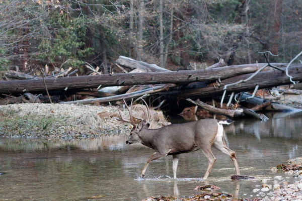Mule Deer buck — Stock Photo © davidhoffmannphotography #194442438