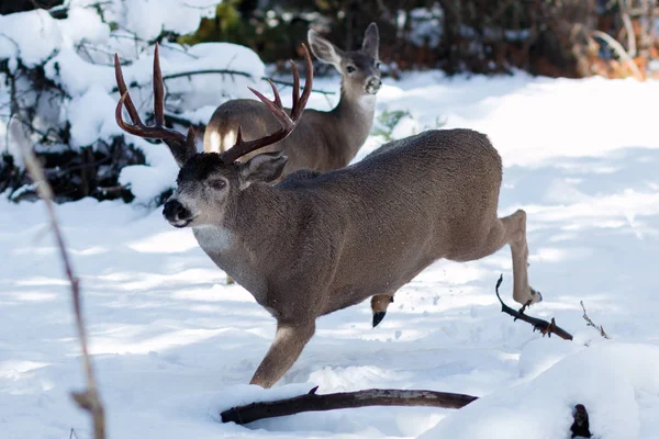 Mule Deer buck — Stock Photo © davidhoffmannphotography #194442438