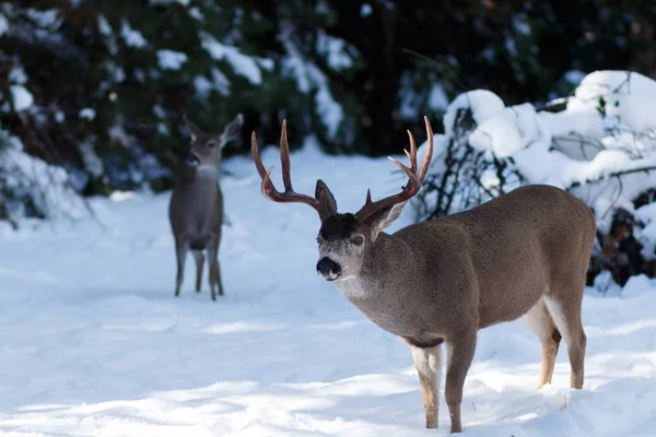 Mule Deer buck — Stock Photo © davidhoffmannphotography #194442438