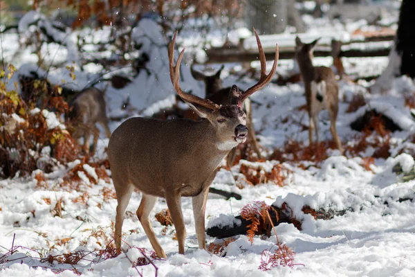 Mule Deer buck — Stock Photo © davidhoffmannphotography #194442438
