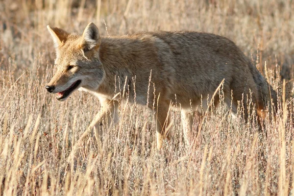 Snarling Coyote Stock Photo by ©songbird839 10430932