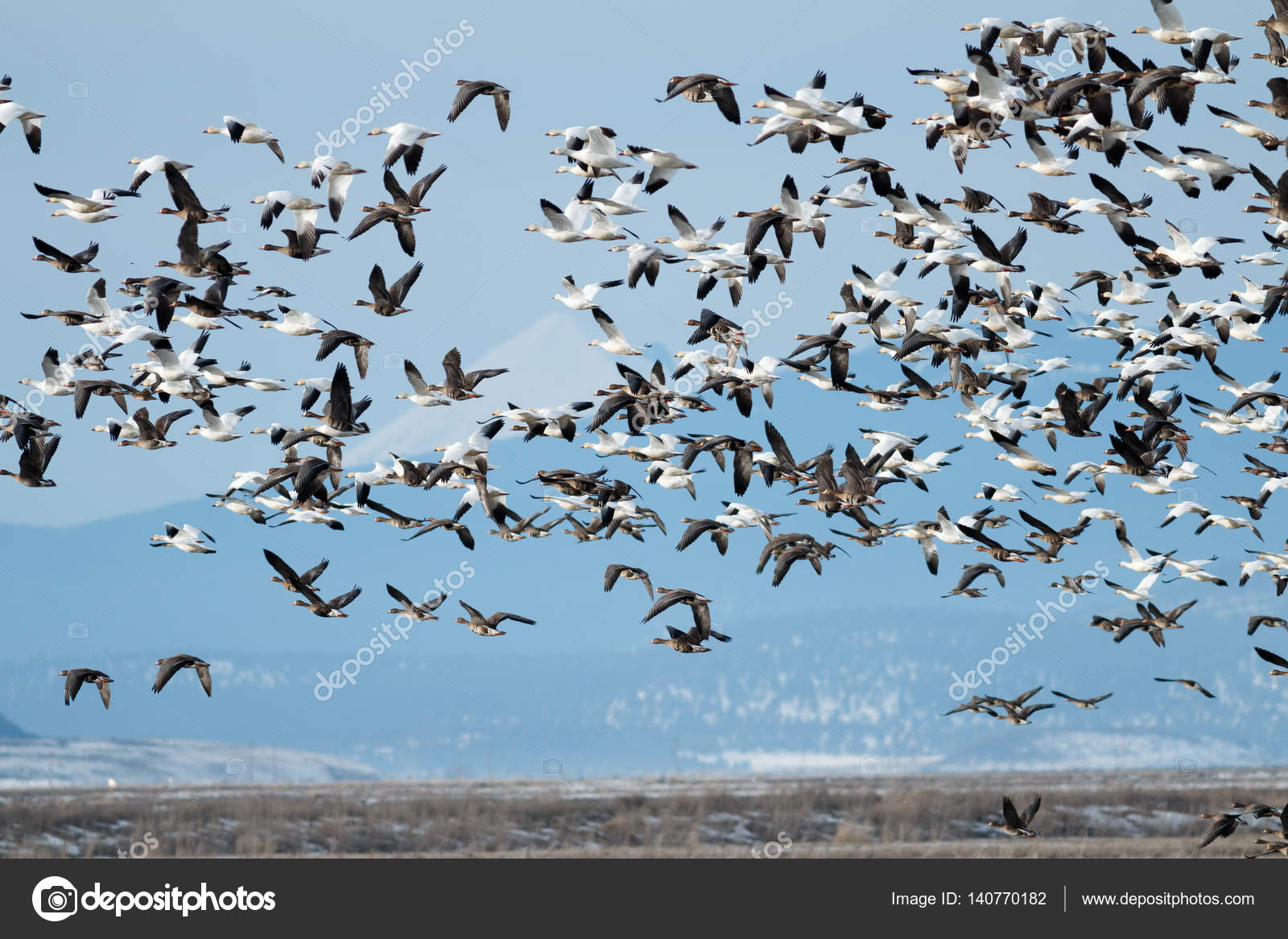 Snow geese migration Stock Photo by ©davidhoffmannphotography 140770182
