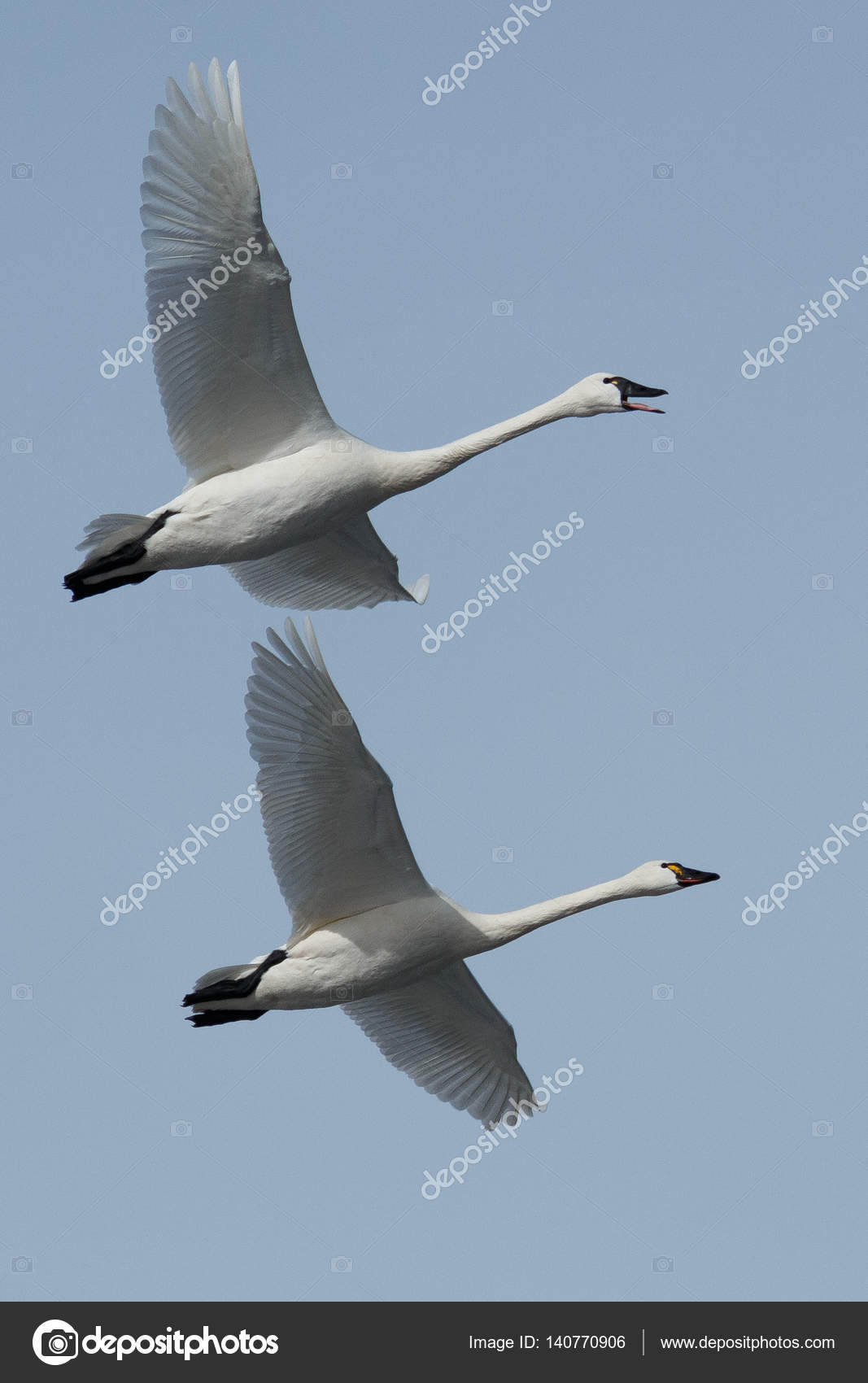 Tundra swan migration Stock Photo by ©davidhoffmannphotography 140770906