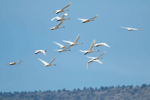 Tundra swan migration Stock Photo by ©davidhoffmannphotography 140770906