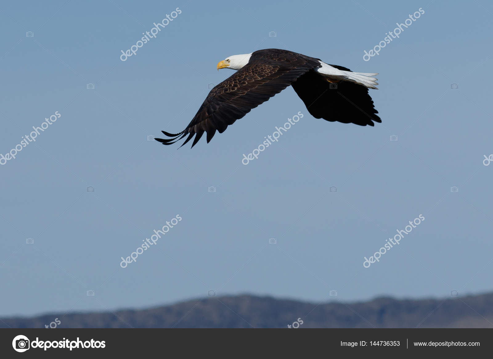 Bald eagle soaring — Stock Photo © davidhoffmannphotography #144736353