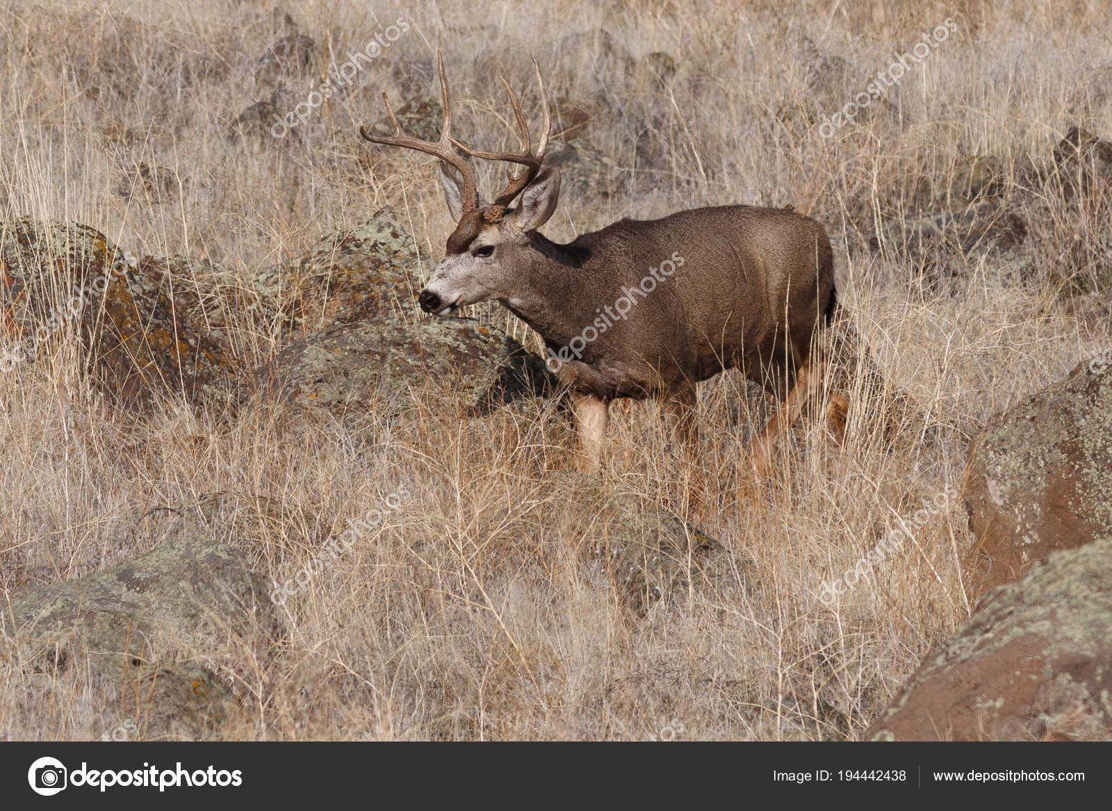 Mule Deer buck — Stock Photo © davidhoffmannphotography #194442438