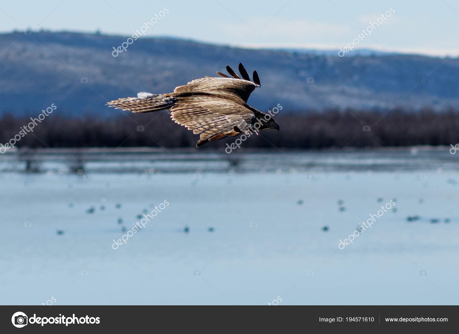 Red-tailed hawk in flight Stock Photo by ©davidhoffmannphotography ...