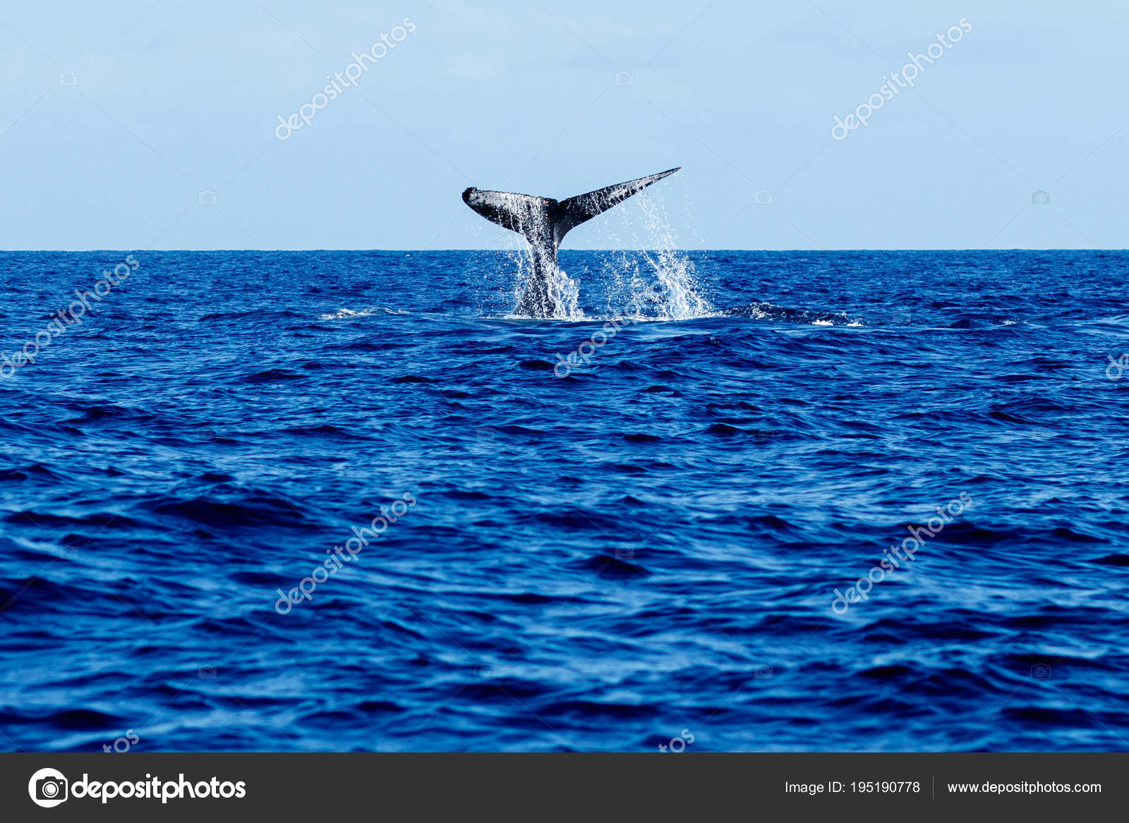 Humpback whale tail slapping. Stock Photo by ©davidhoffmannphotography ...