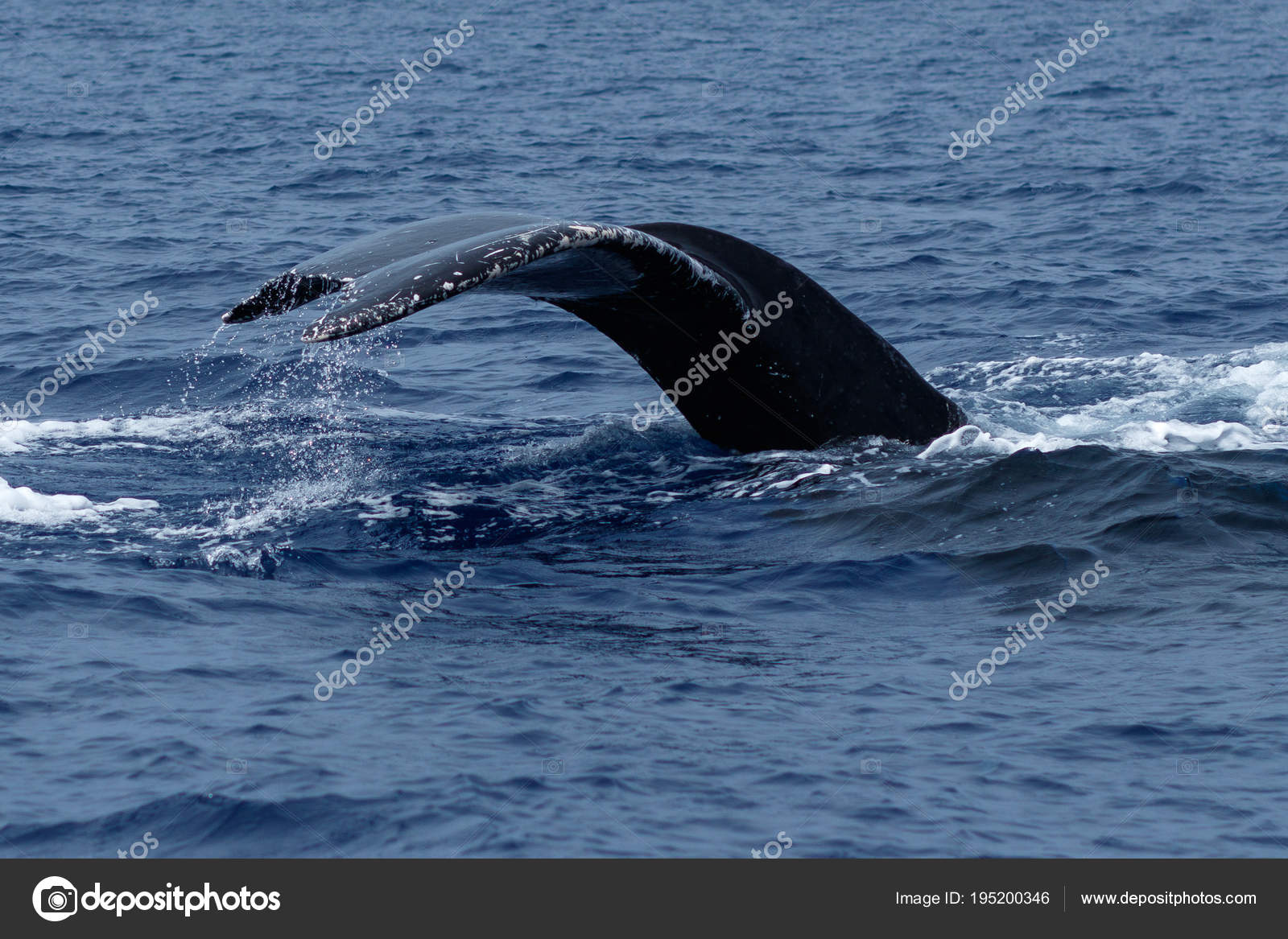 Humpback whale tail fluke. Stock Photo by ©davidhoffmannphotography ...