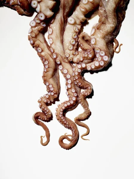 Octopus tentacles Stock Photos, Royalty Free Octopus tentacles Images ...