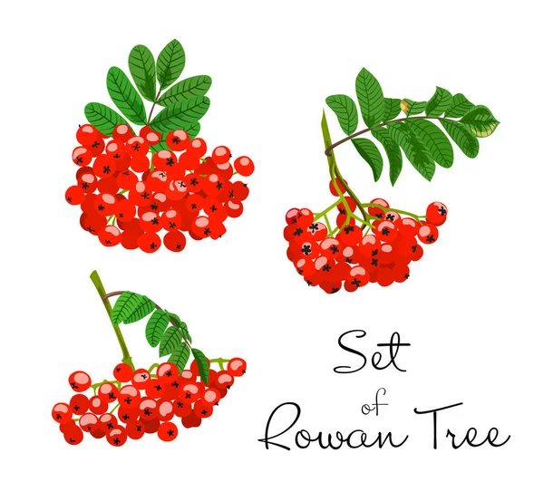 Sorbus Stock Vectors, Royalty Free Sorbus Illustrations | Depositphotos®