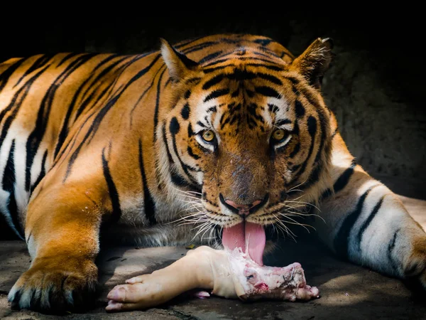 Bengal Tigers Eating
