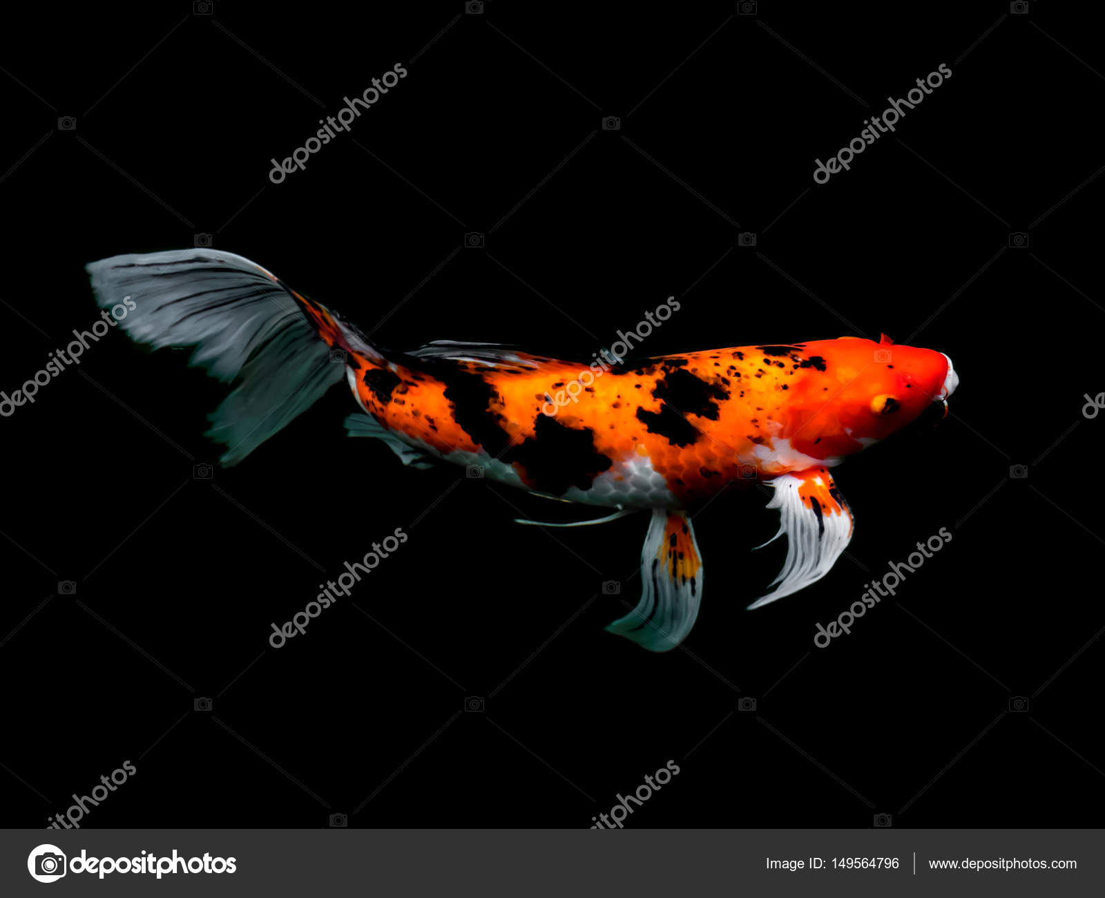 Beautiful colorful fancy carp fish Stock Photo by ©geenamp.gmail.com ...
