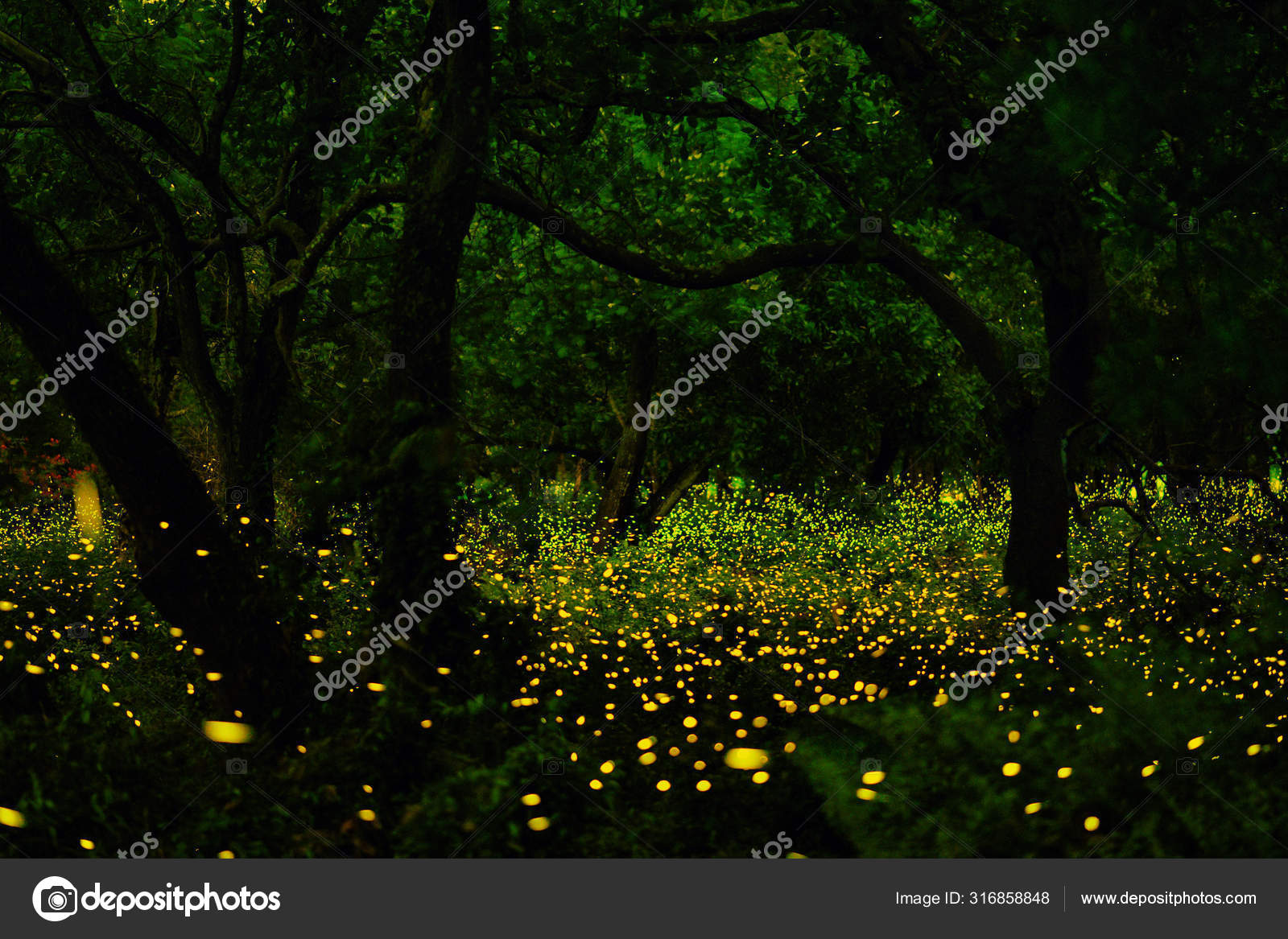 Firefly in forrest Stock Photo by ©seenadee@hotmail.com 316858848