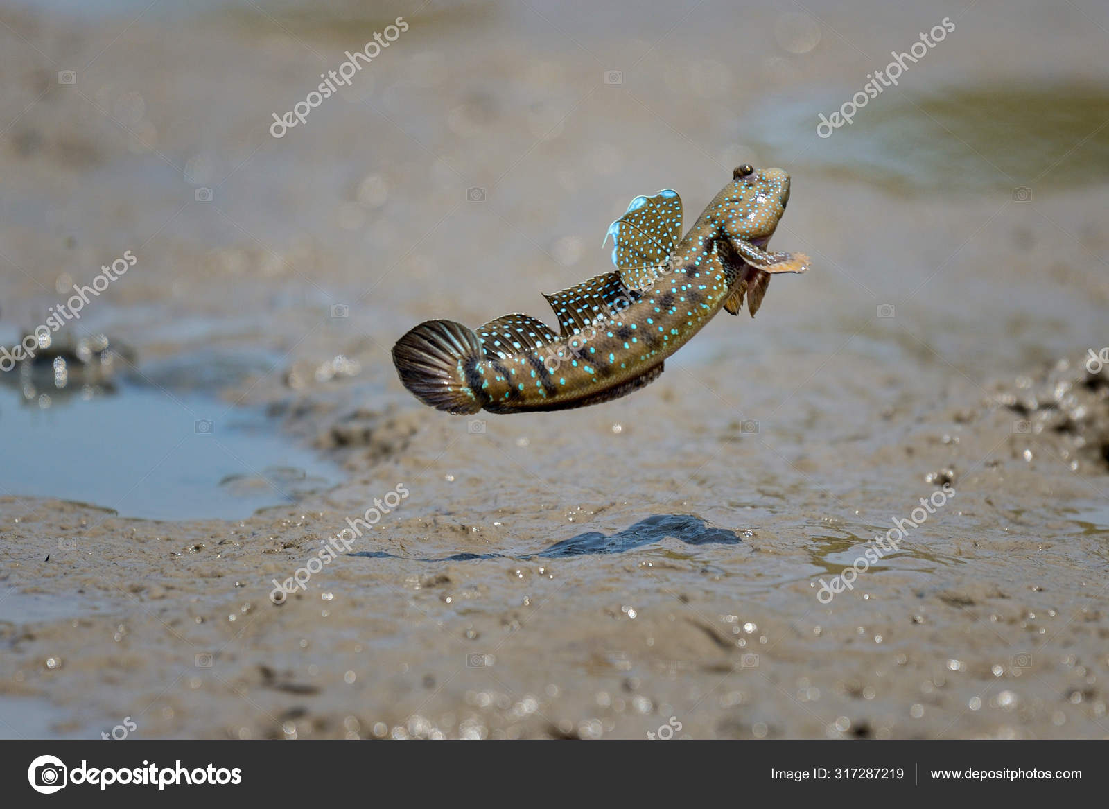Close up Mudskipper jump Stock Photo by ©seenadee@hotmail.com 317287219