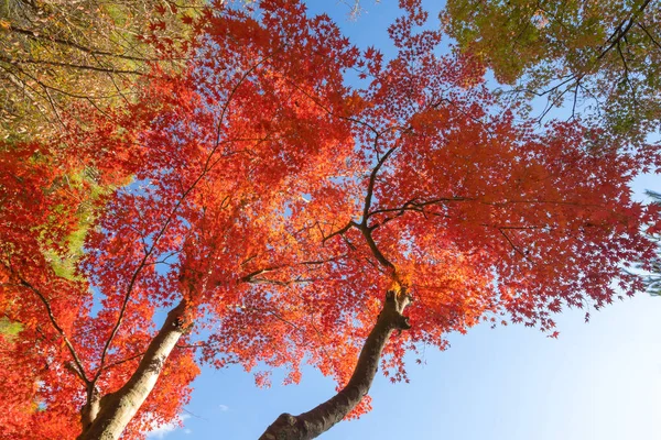 Red maple leaves or fall foliage in colorful autumn season near - Stock ...