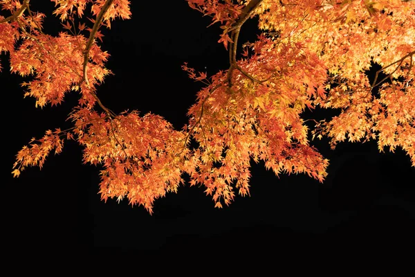 Light up at red fall foliage tunnel, the maple corridor, with il ...