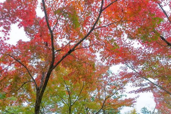 Red maple leaves or fall foliage in colorful autumn season near - Stock ...