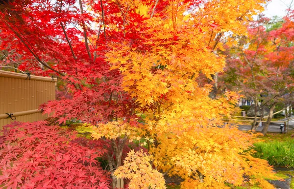 Red maple leaves or fall foliage in colorful autumn season near - Stock ...