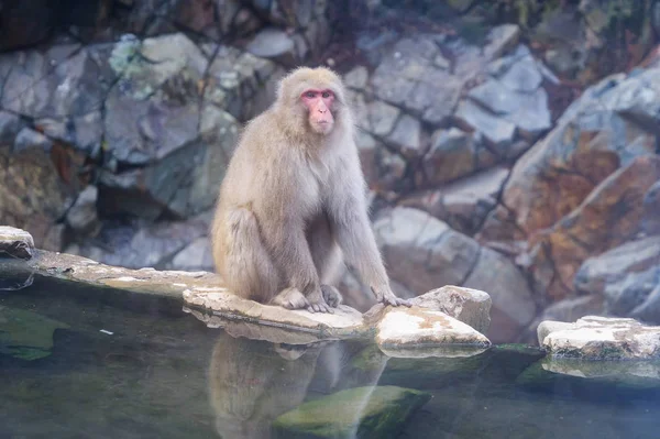 Japan hot spring monkey Stock Photos, Royalty Free Japan hot spring ...