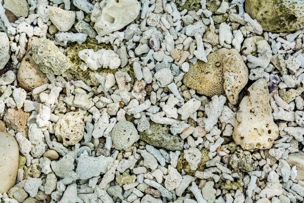 Oyster shells Stock Photos, Royalty Free Oyster shells Images ...