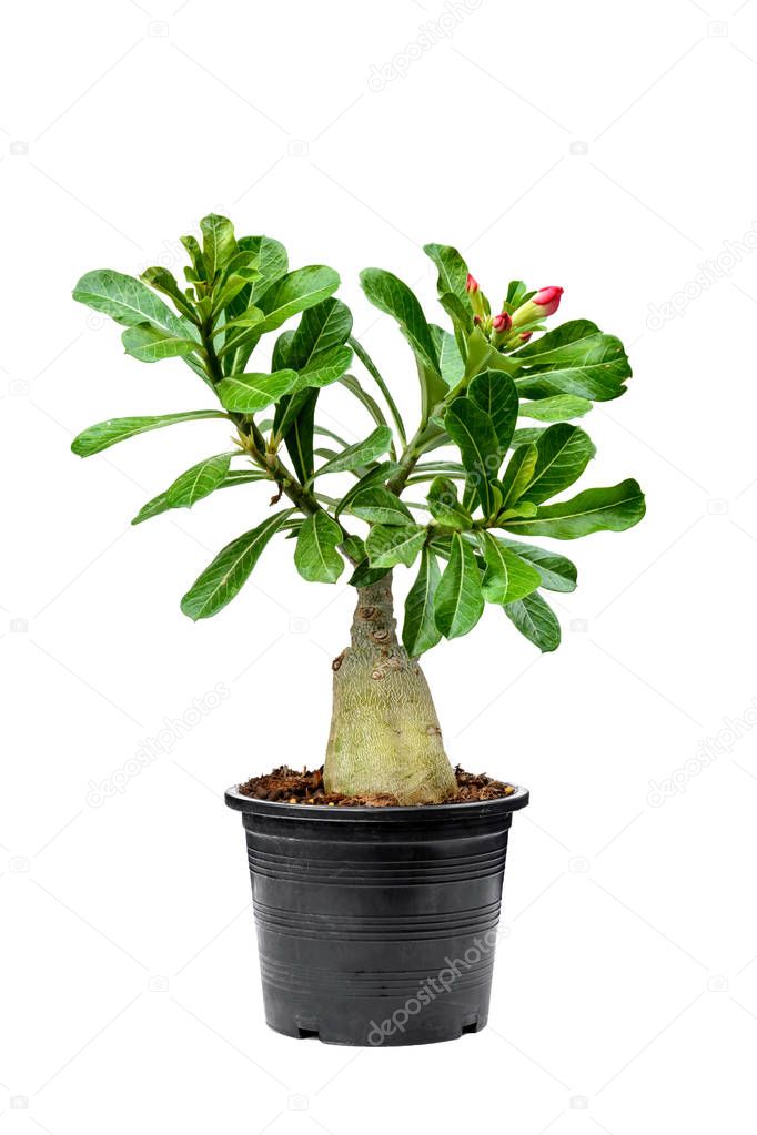 adenium del árbol en olla negra aislada 2025