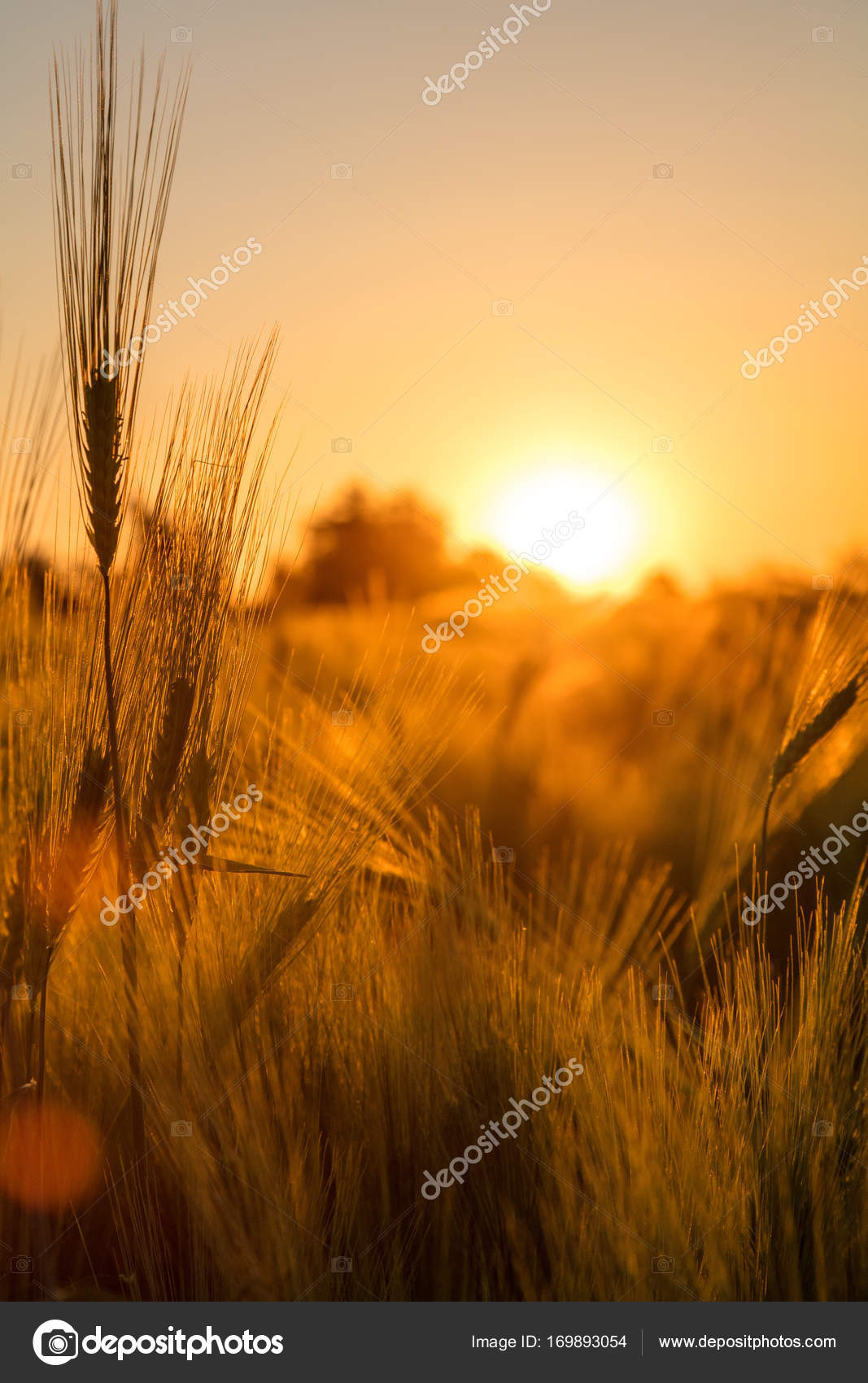 Gerstenfeld bei goldenem Sonnenuntergang oder Sonnenaufgang – Stockfoto ...